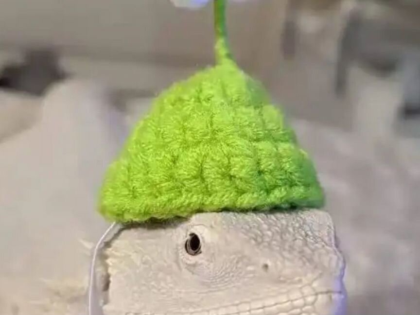 Головные уборы для питомцев