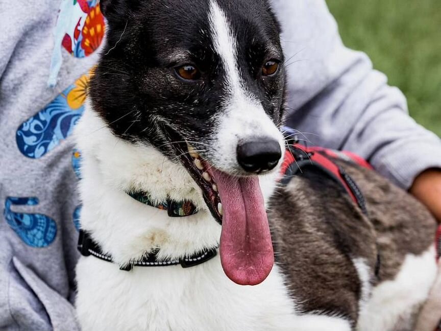 Ласковая чёрно-белая собака из приюта ищет дом