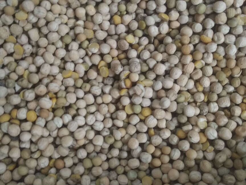 Кукуруза,горох кормовой,семечки,сечка гречневая