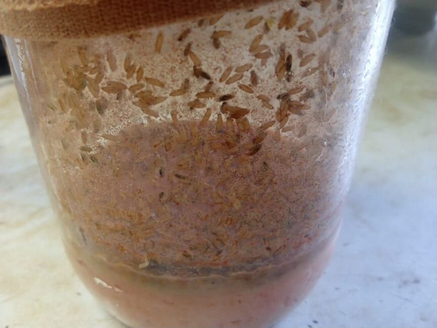 Нелетающая дрозофила (Drosofila Мelanogaster)