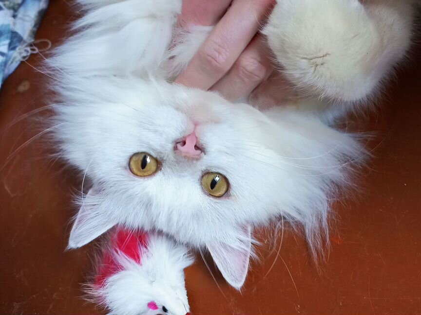 Нежнятина Снежок