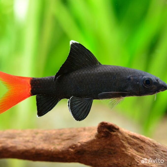 Лабео двухцветный биколор - черно-красны