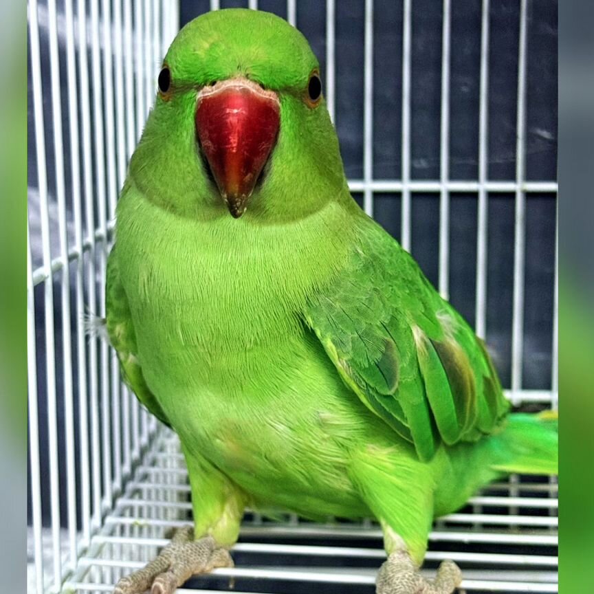 Ожереловый попугай малыши