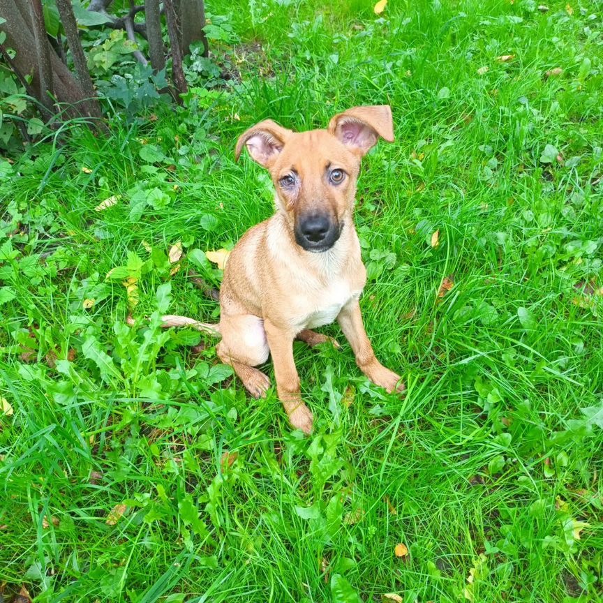 Щенок в добрые руки