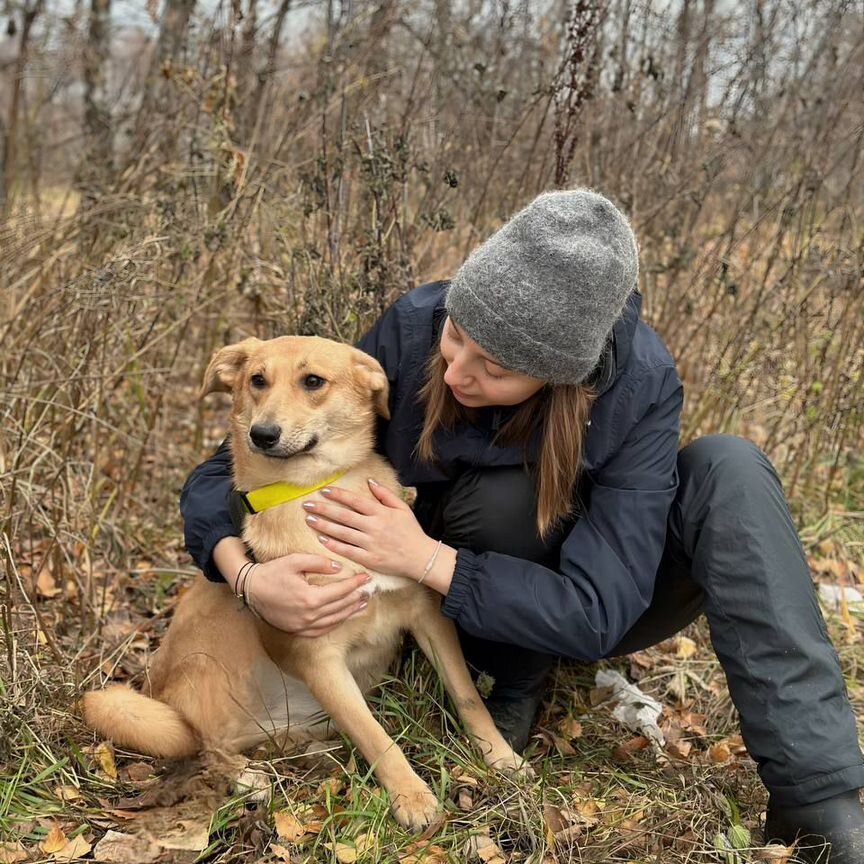 Небольшая собачка из приюта
