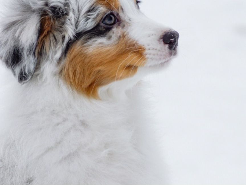 Австралийская овчарка (аусси)