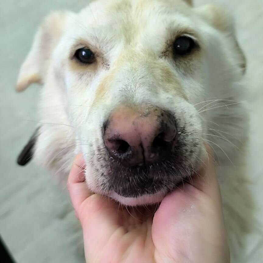 Собака чудом спаслась