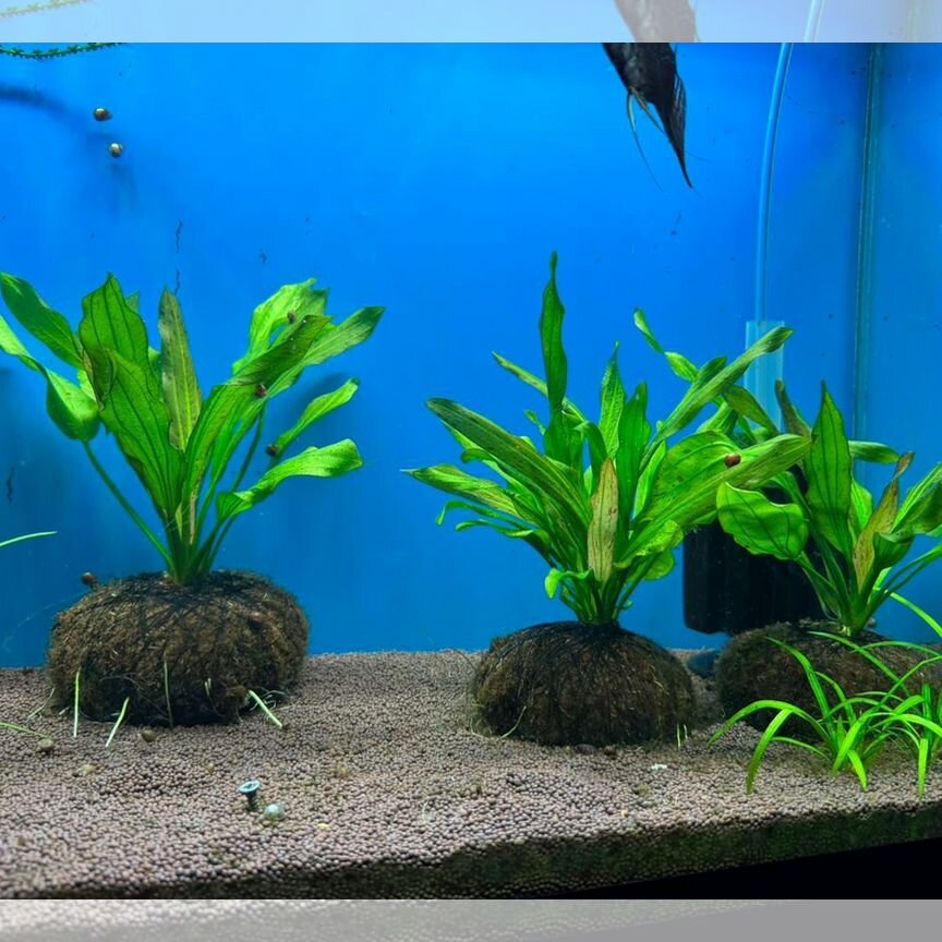 Растения для аквариума