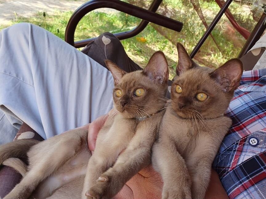 Бурманские котята