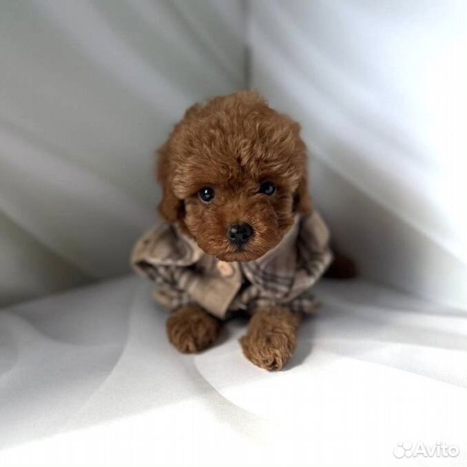 Той-пудель mini малышка