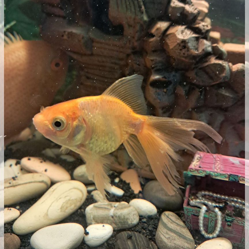 Золотая Рыбка