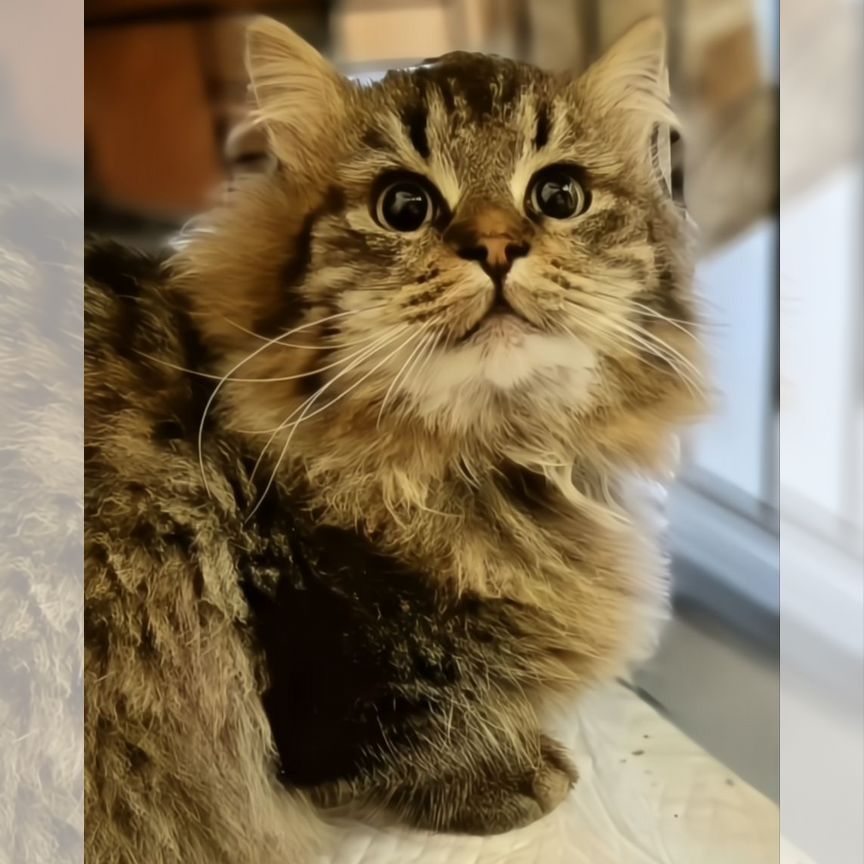 Котёнок в добрые руки