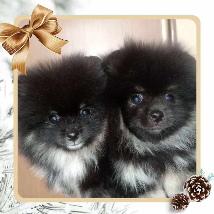 Померанский шпиц, щенок