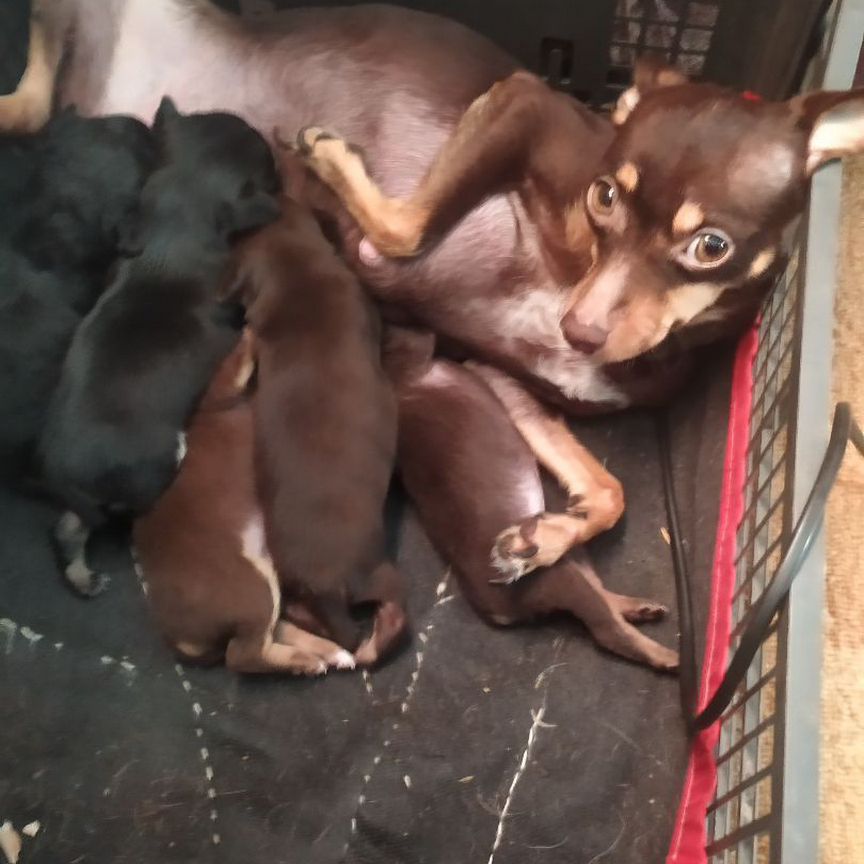 Тортерьер русский