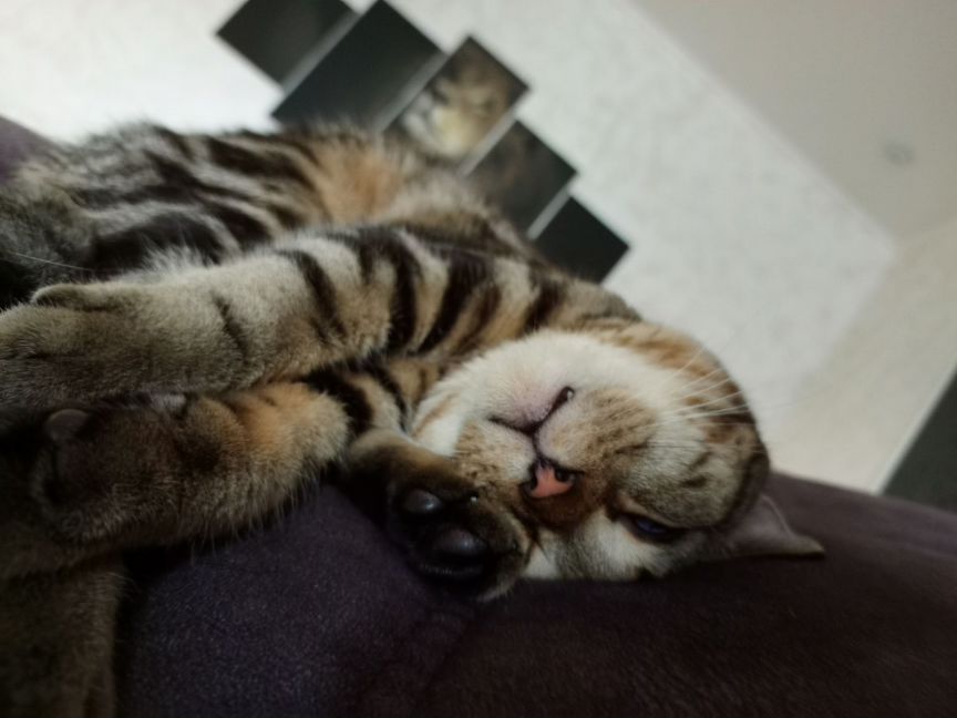 Шотландский кот вязка