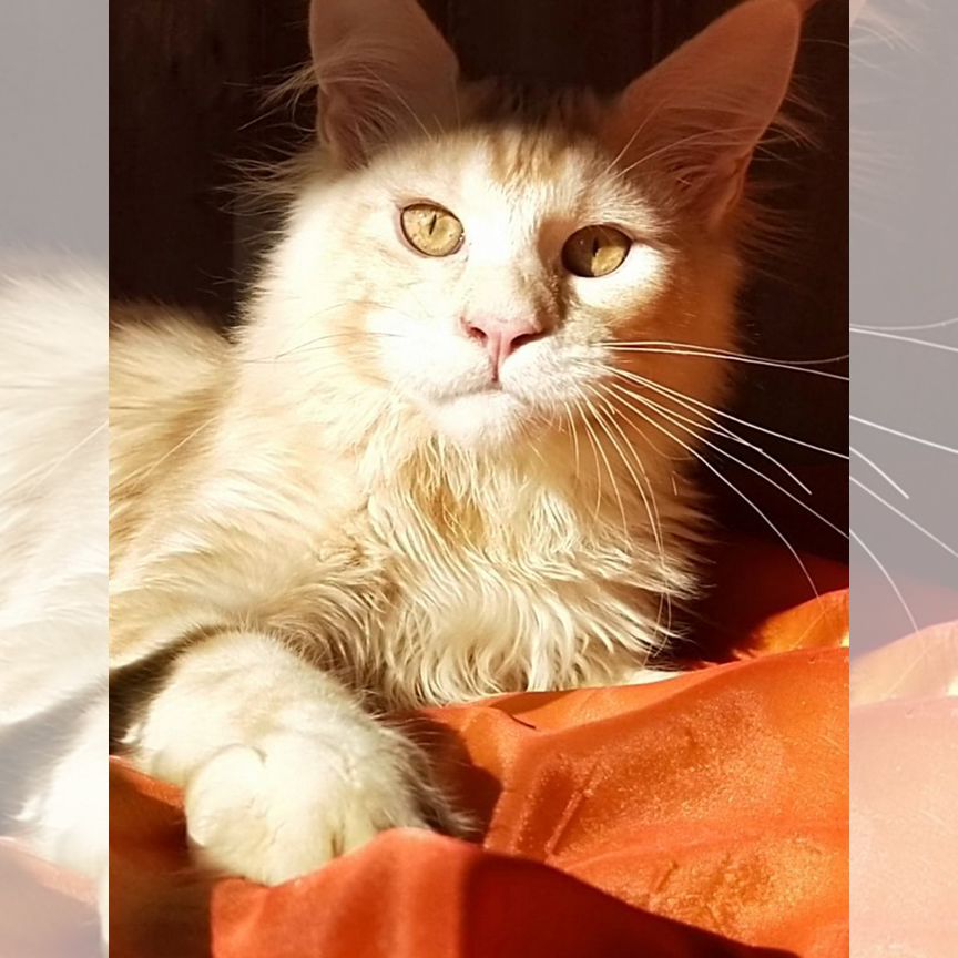 Мейн-кун котёнок