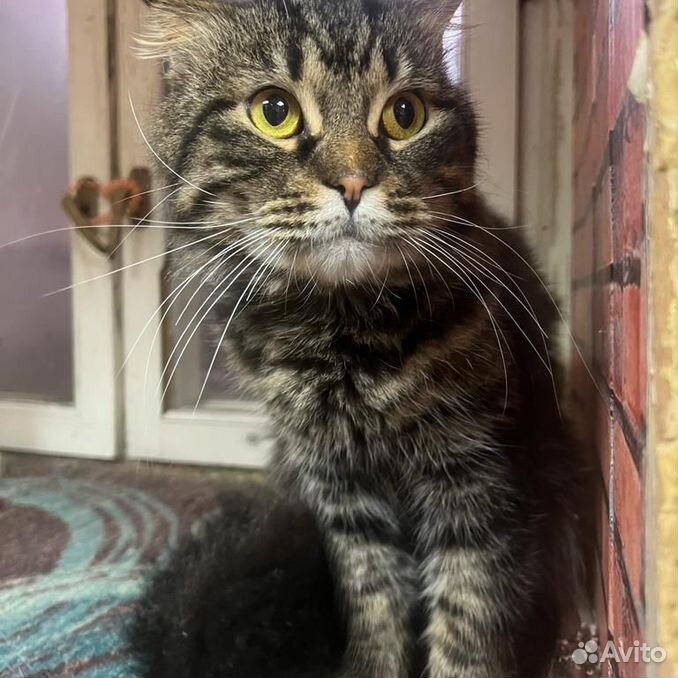 Котик мальчик Томас 1,5 года