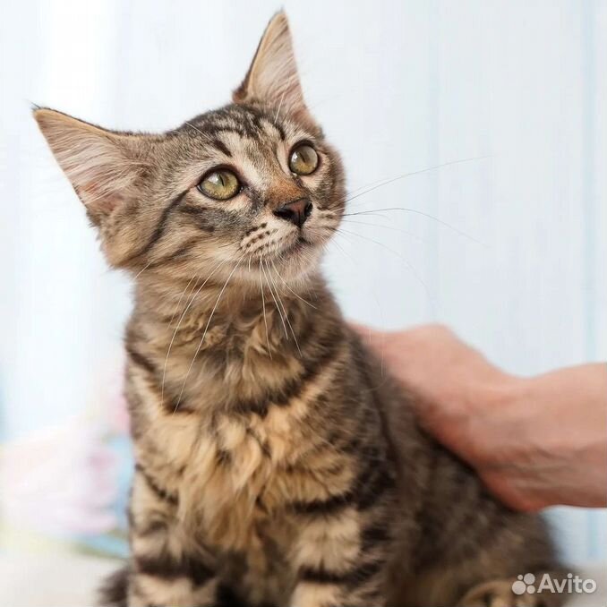 Пушистый котенок Рысенок, почему его не замечают