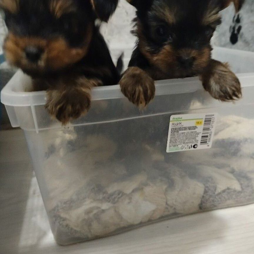 Йоркширский терьер