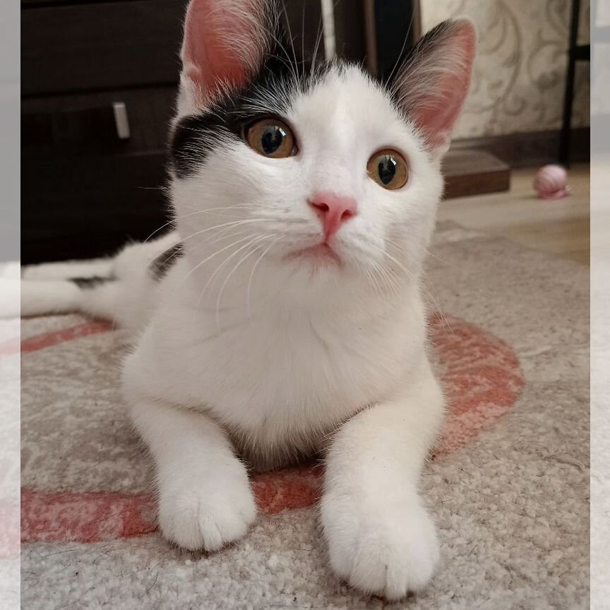 Котёнок в добрые руки