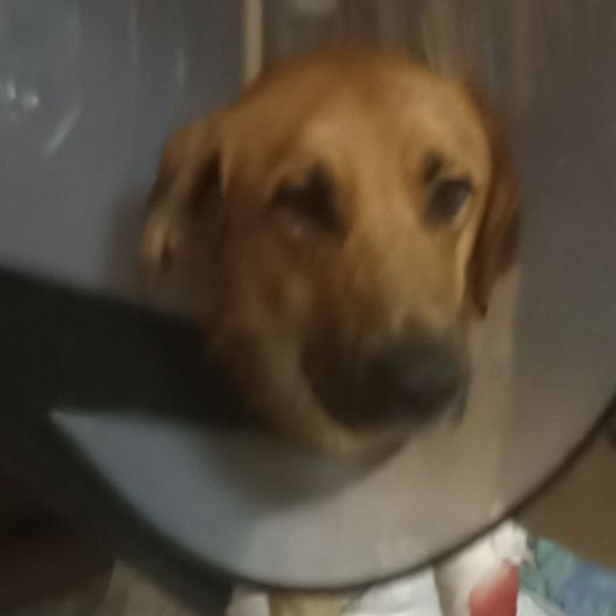 Русская гончая, взрослый пёс