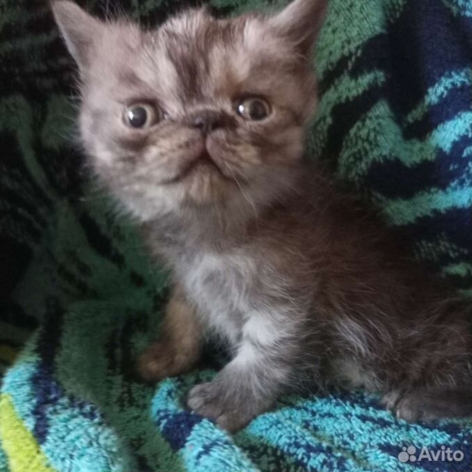 Экзотический короткошерстный котик