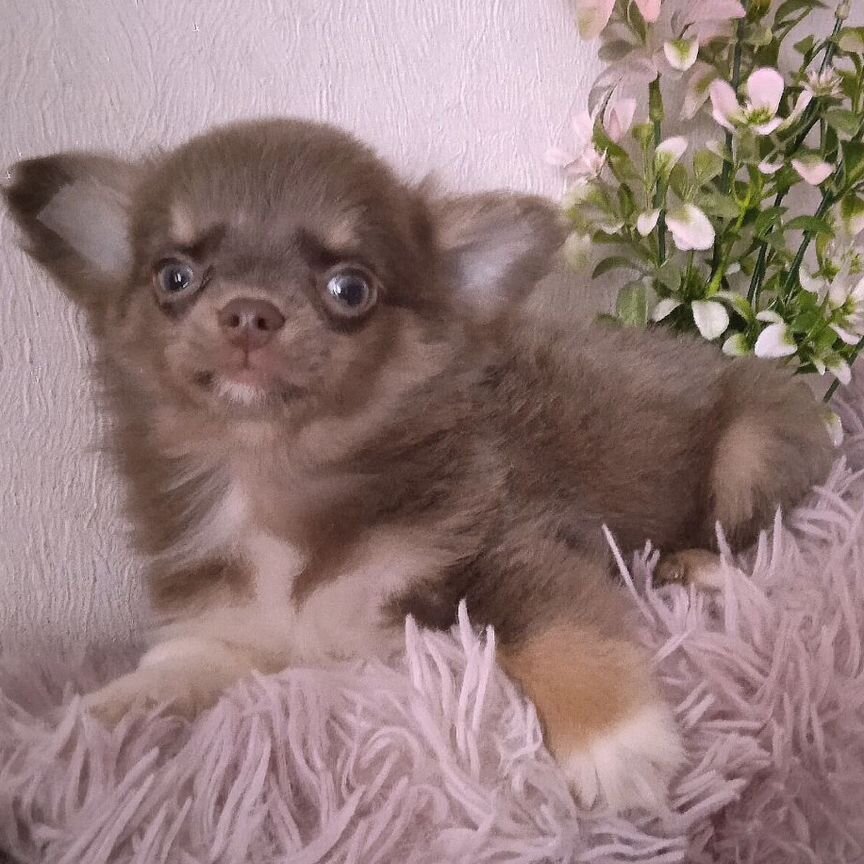 Лиловый красавчик