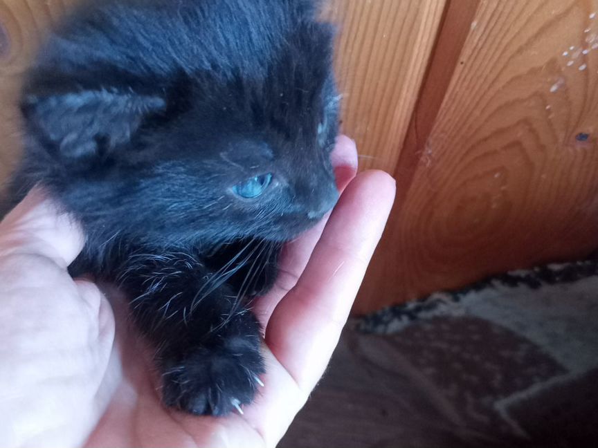 Отдам в добрые руки