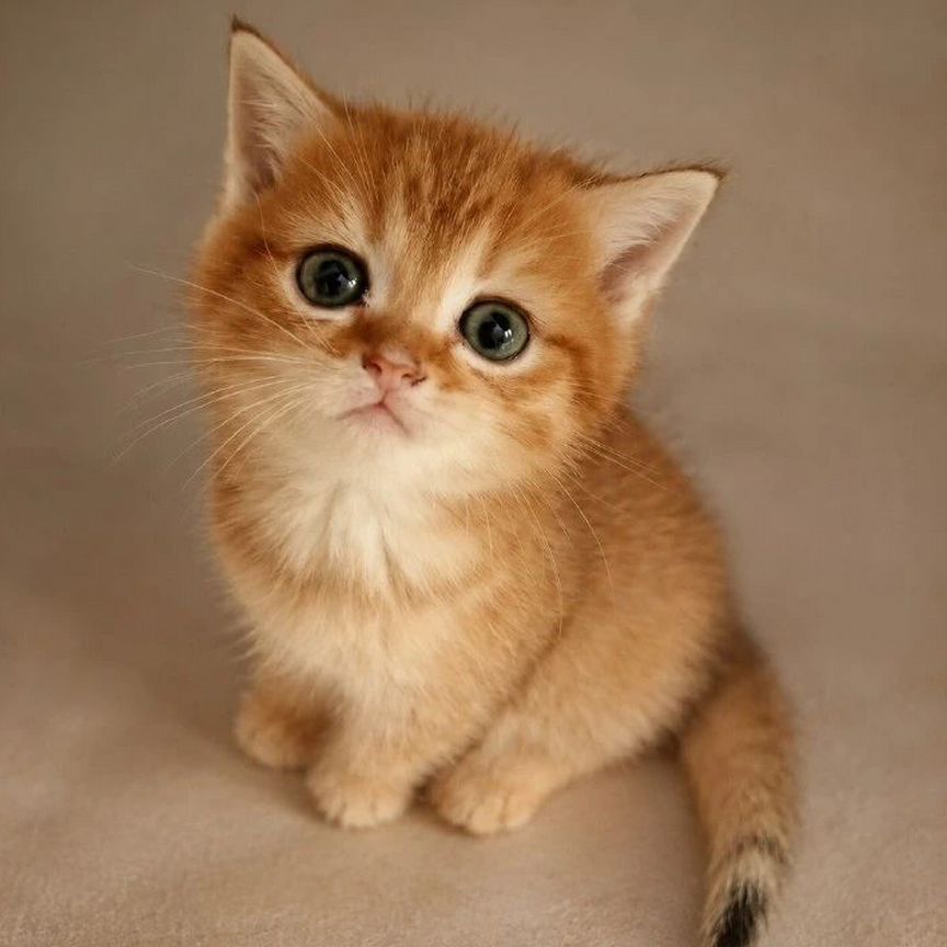 Шотландский прямоухий короткошёрстный котёнок
