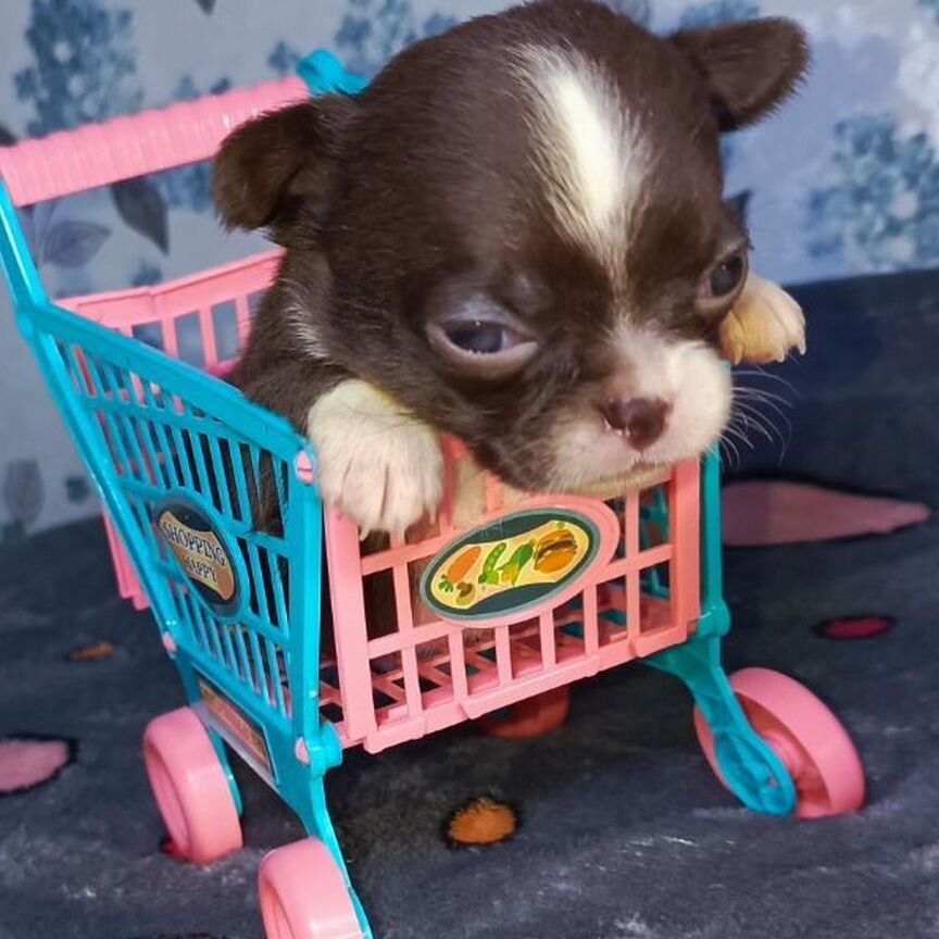 Чихуахуа мини гномик