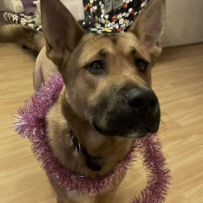 В добрые руки