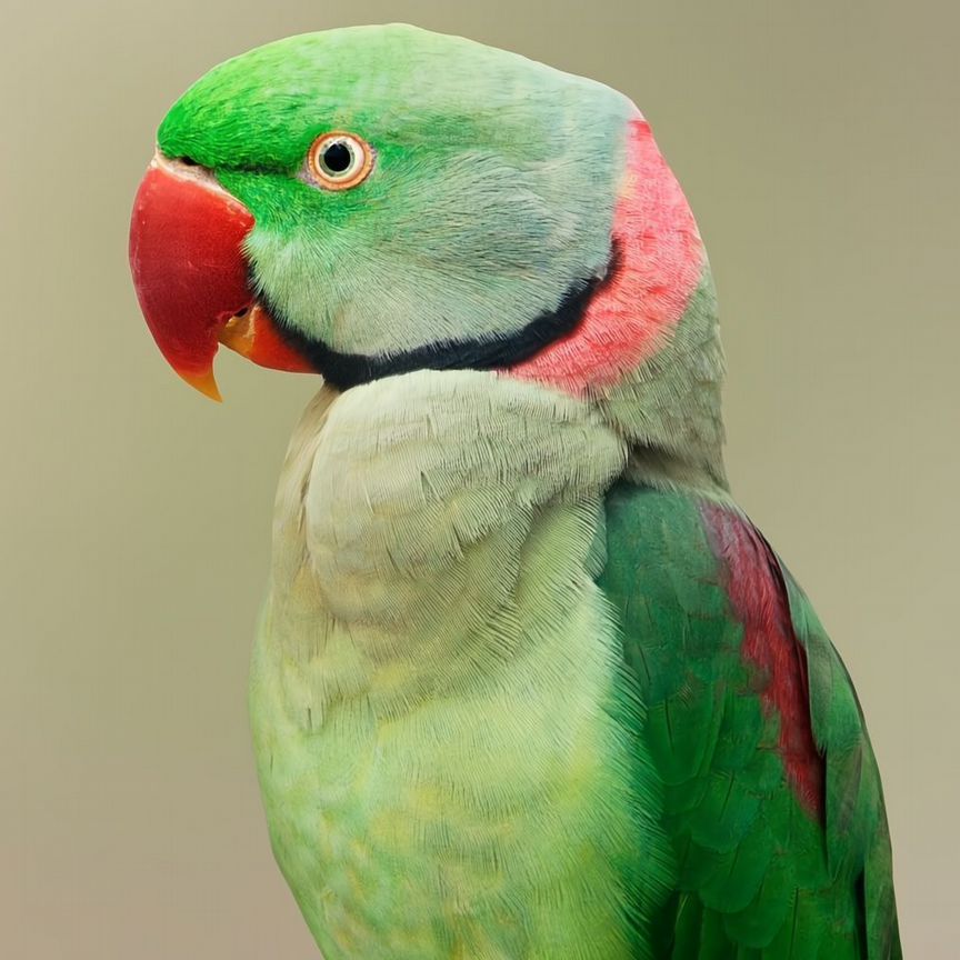 Александрийский попугай Самец ручной
