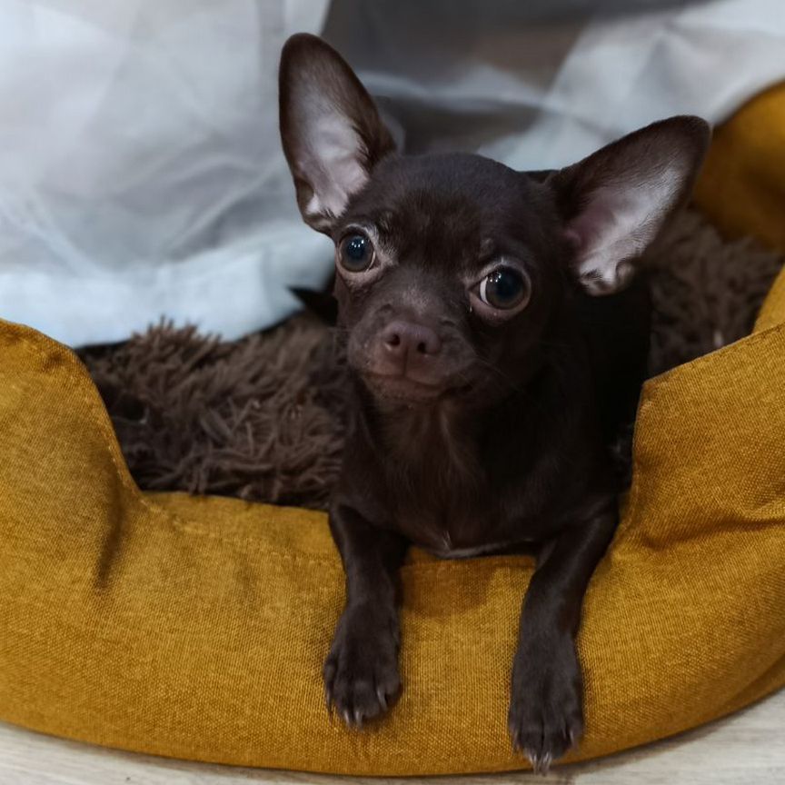 Чихуахуа, щенок