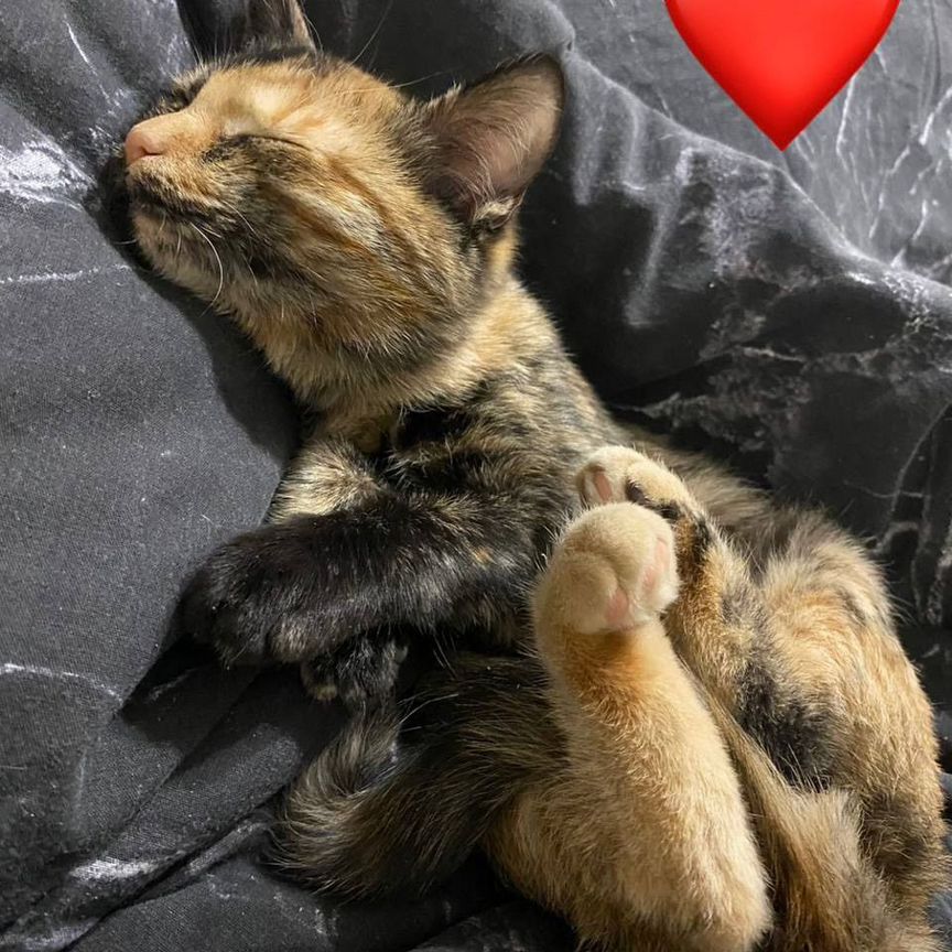 Нежная кошечка подросток