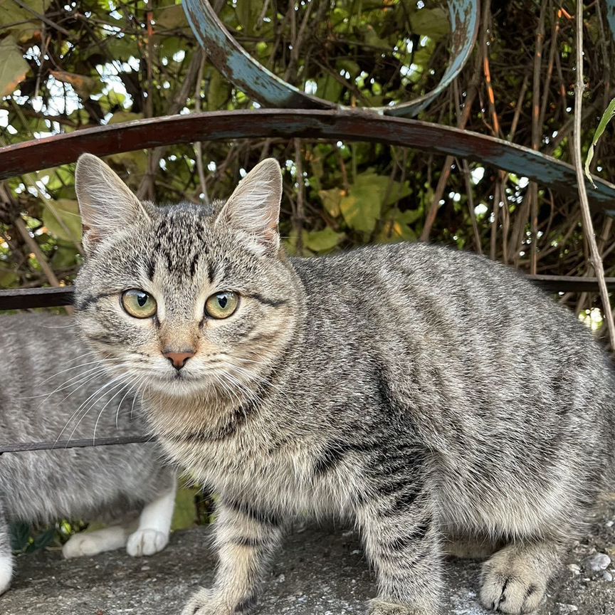 Котёнок идет дом