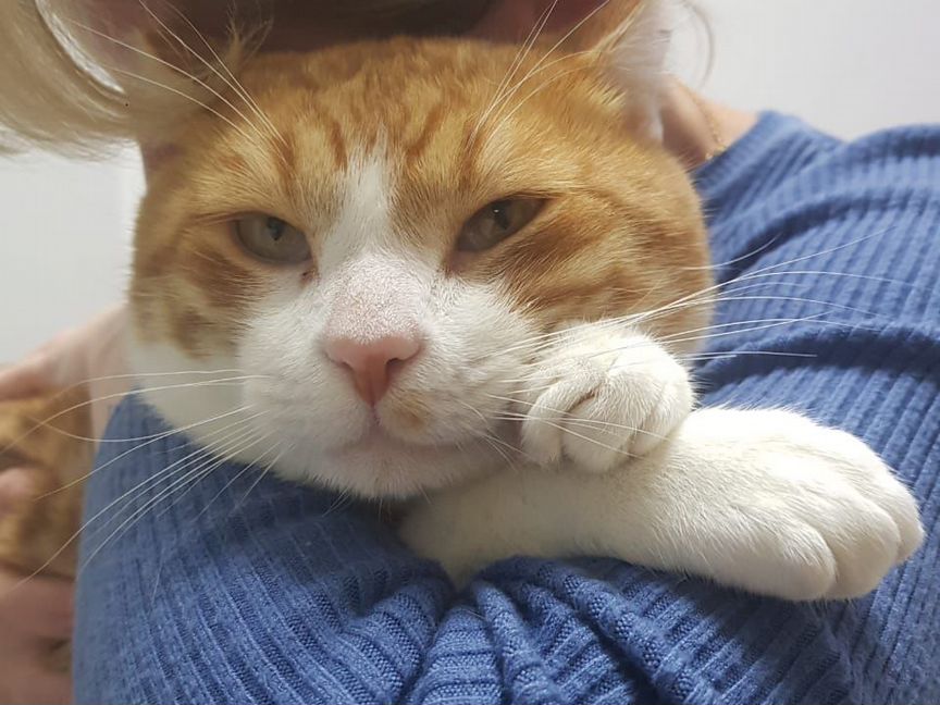 Кот Рыжик хочет стать домашним