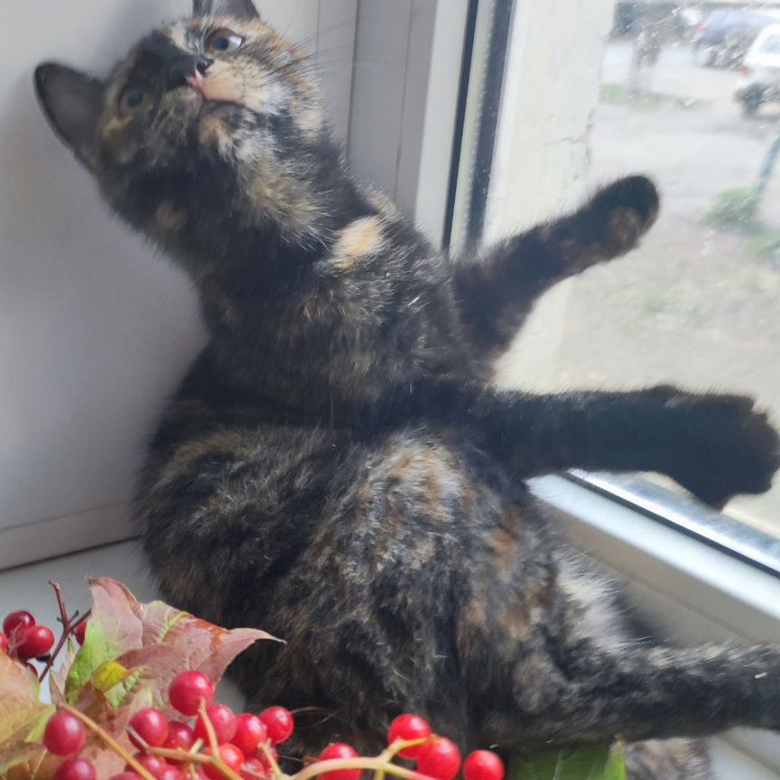 Котенок