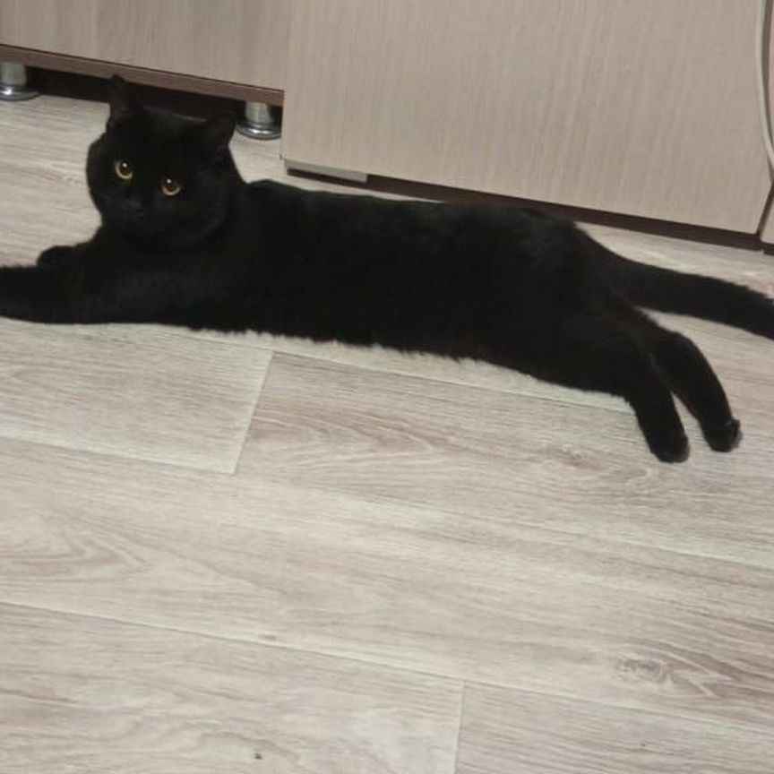 Отдам в добрые руки