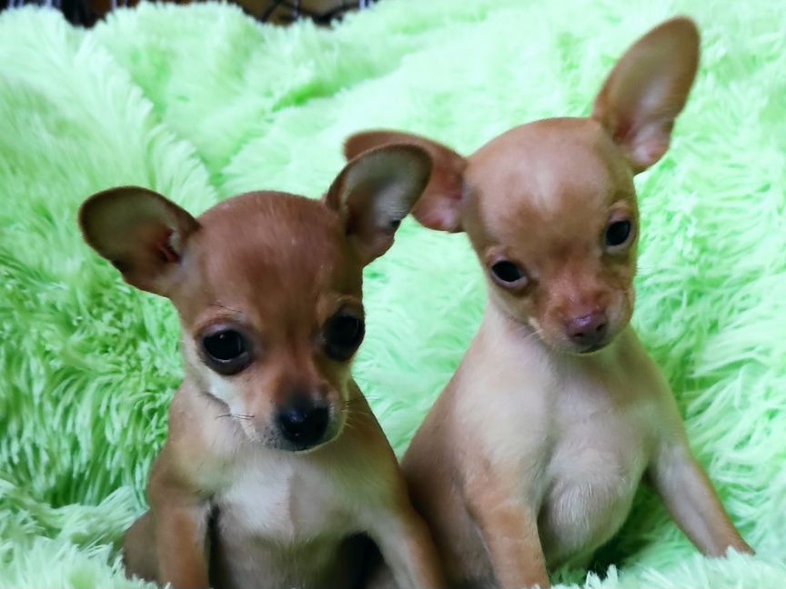 Нежные крошки