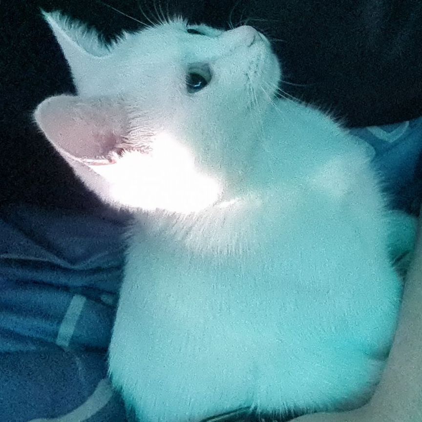 Кошка в хорошие руки