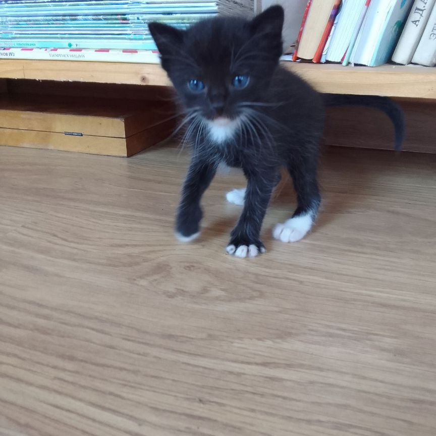 Кошечки от крысыловки 1 мес