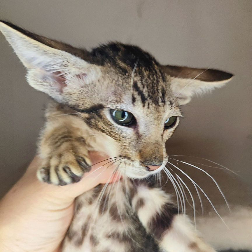 Ориентальная девочка