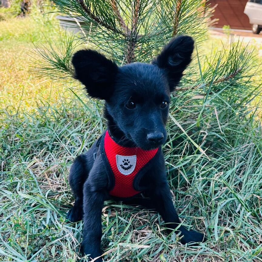 Щенок в добрые руки