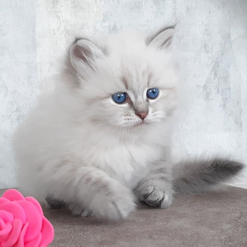 Невские маскарадные котята