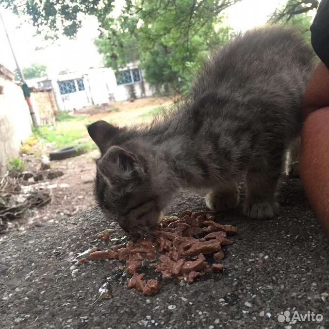Выброшенный котенок-девочка ищет дом или передержк