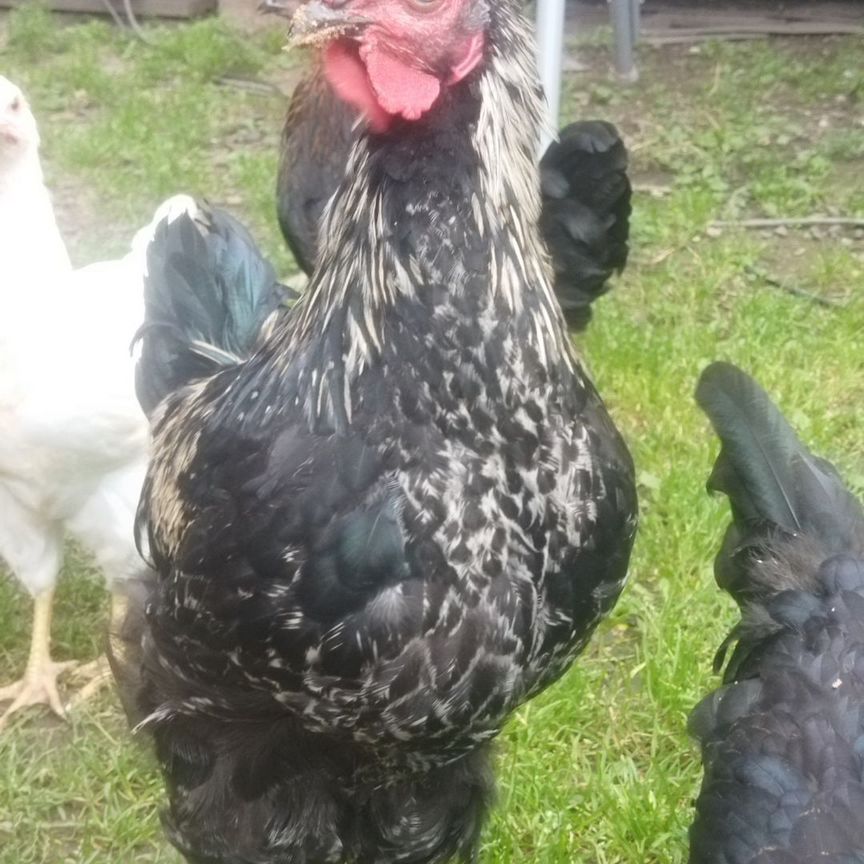 Петухи-красавцы