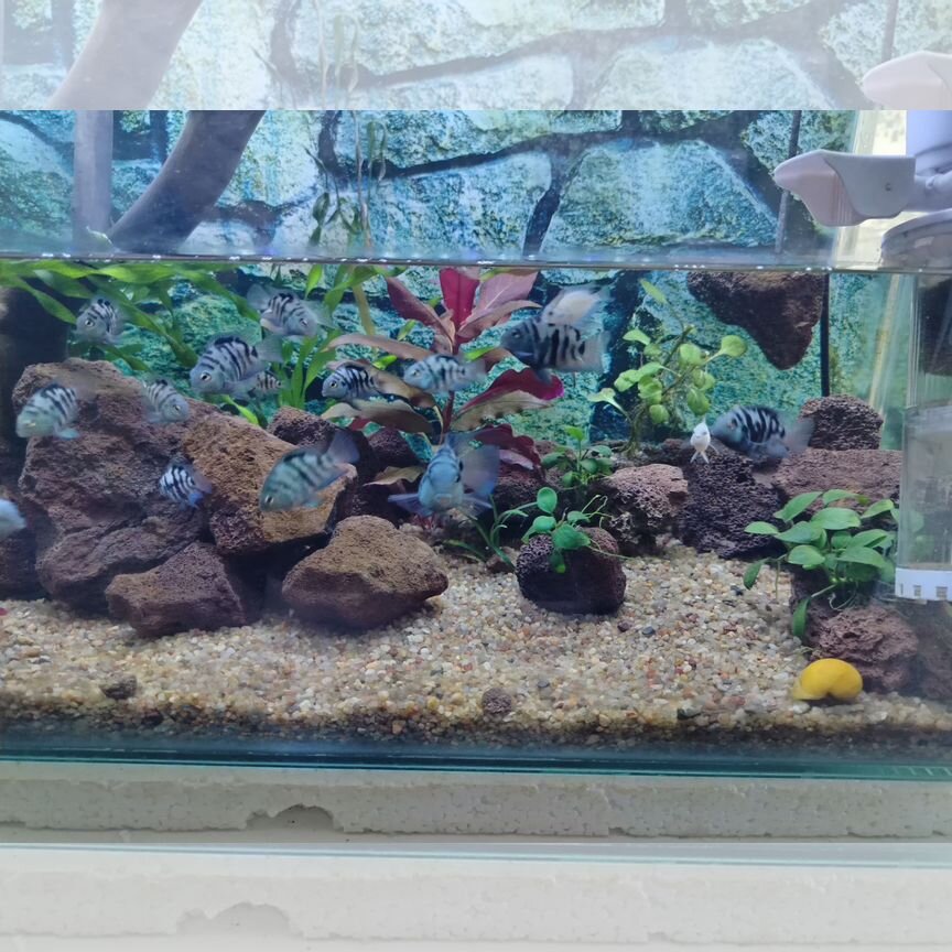 Сапфировый попугай