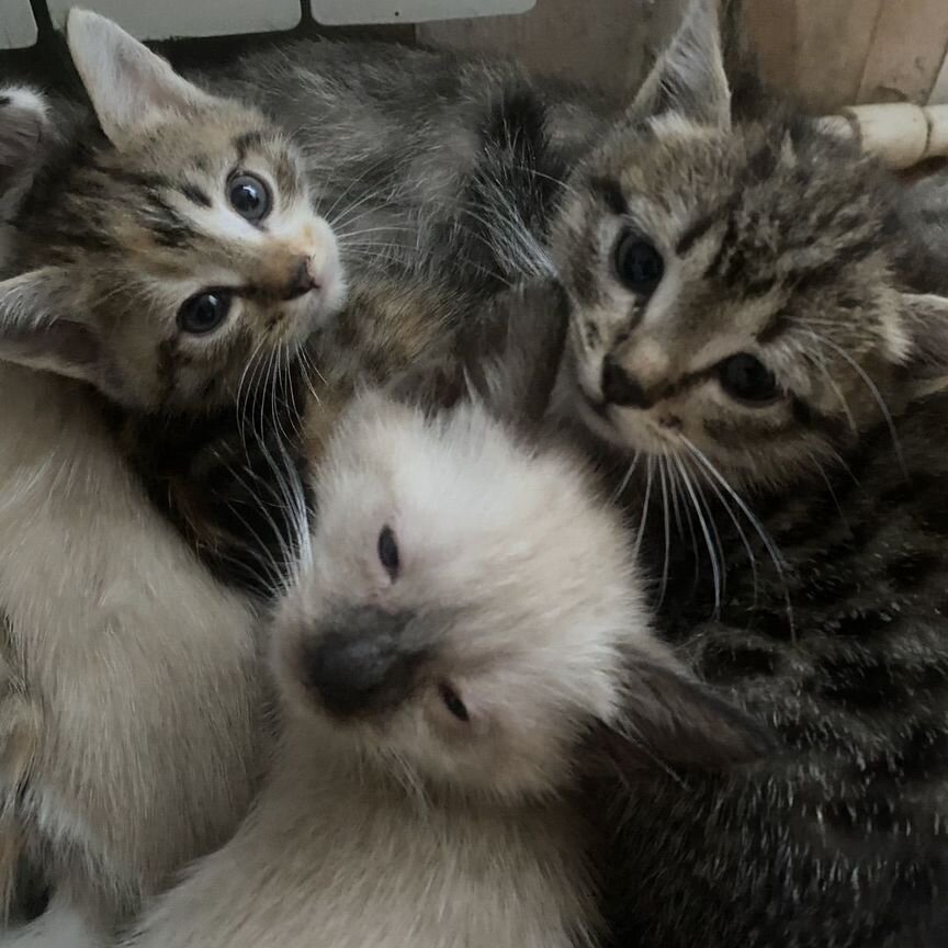 Котята в добрые руки