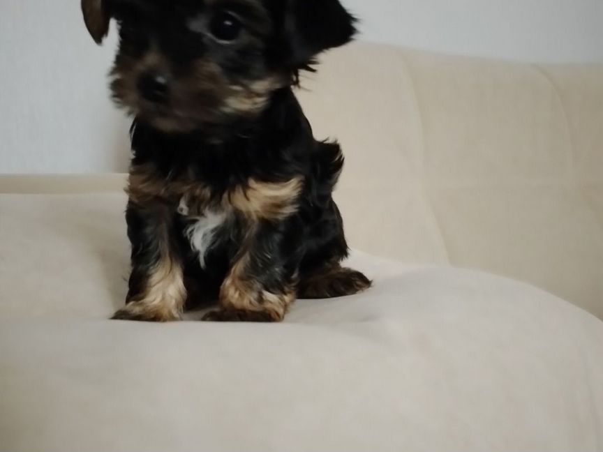 Собака ерширский терьер