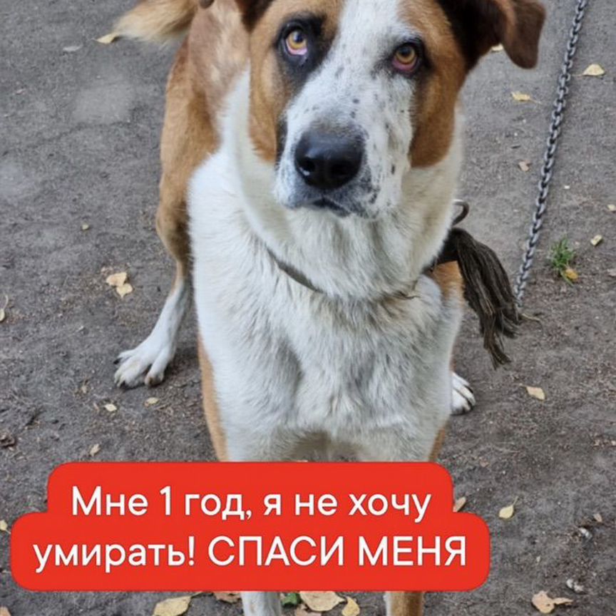 Помогите спасти собаку